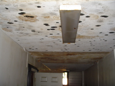Advanced Environmental: Mold & Asbestos, Bio-Hazard Materials, Trama ...